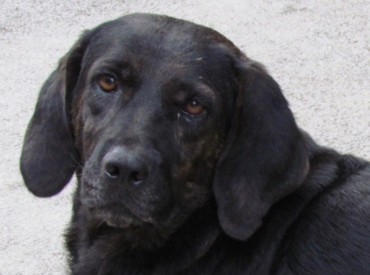 Molly The Magnificent and The Angel Dog – Southern Patches